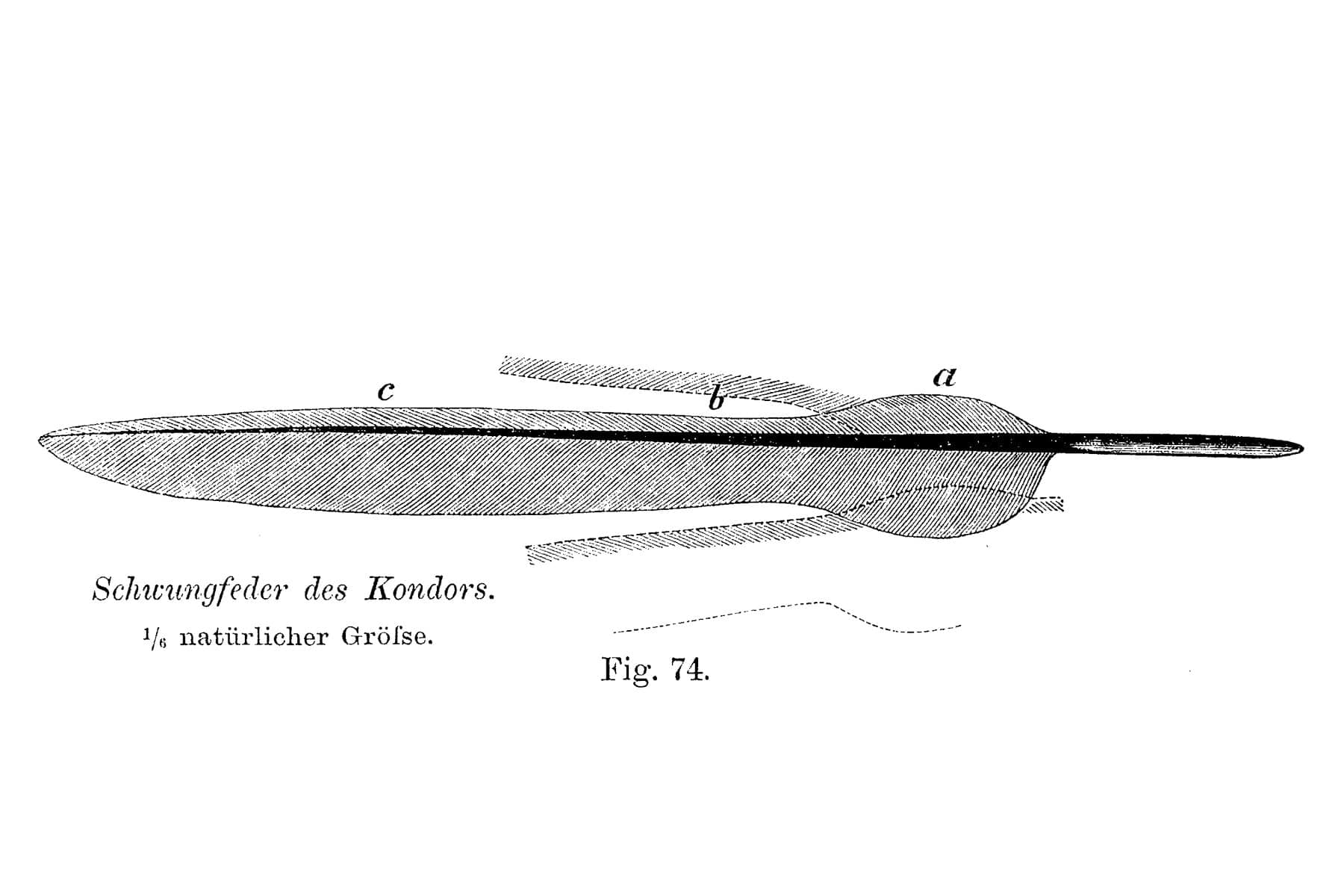 Otto Lilienthal Museum – Technikgeschichte in Pommern